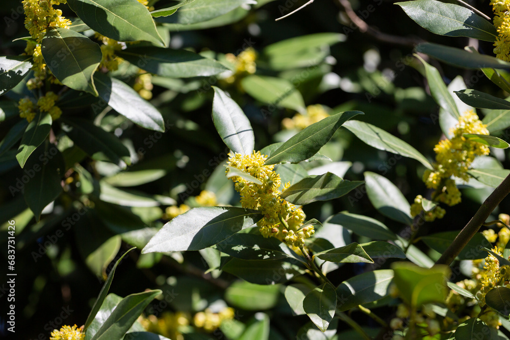 The laurel is noble with yellow flowers in spring. Greek laurel or ...