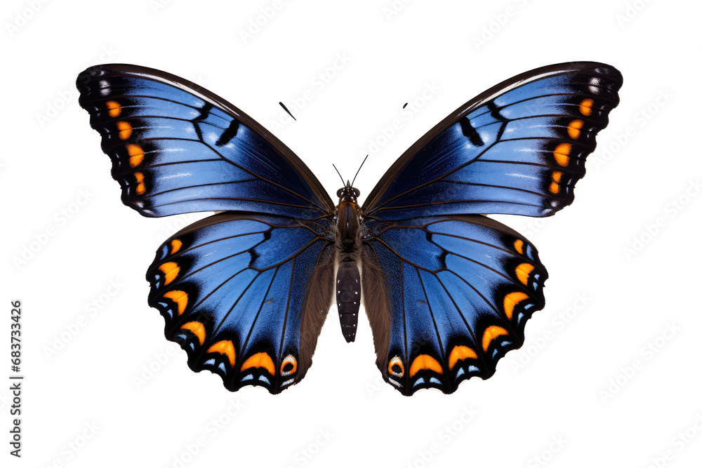 Vakker sommerfugl i nærbildeportrett av hele kroppen, flygende ...