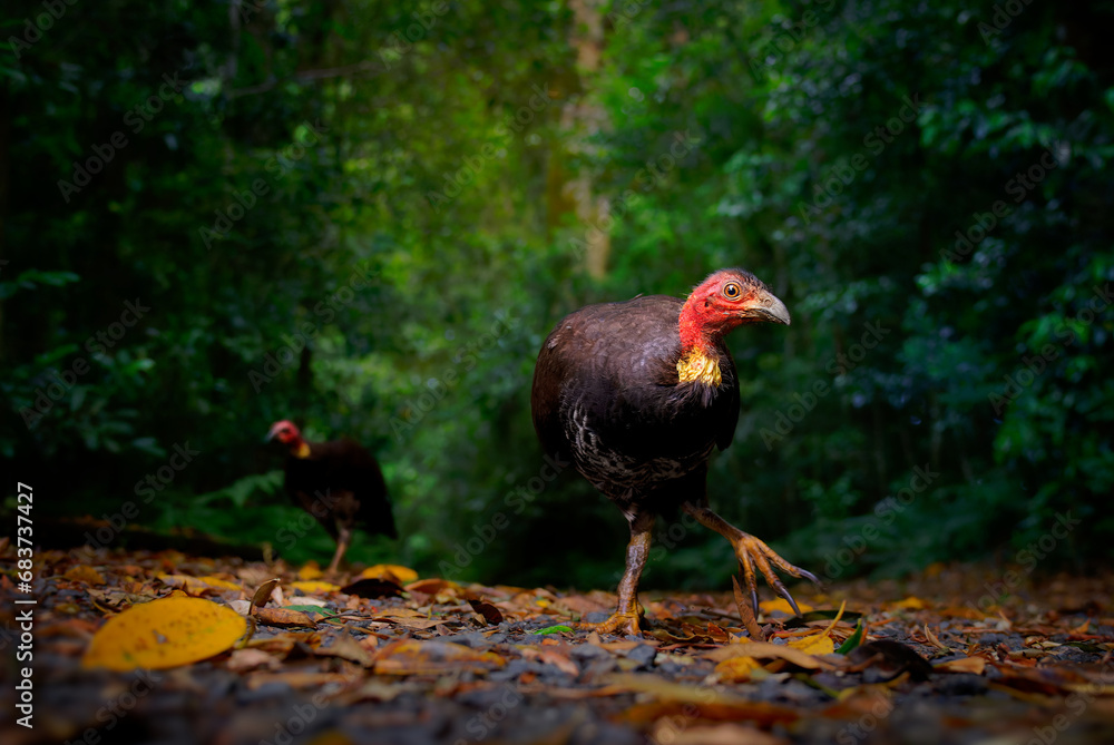 Australian Brush-turkey - Alectura lathami, endemic in Australia ...