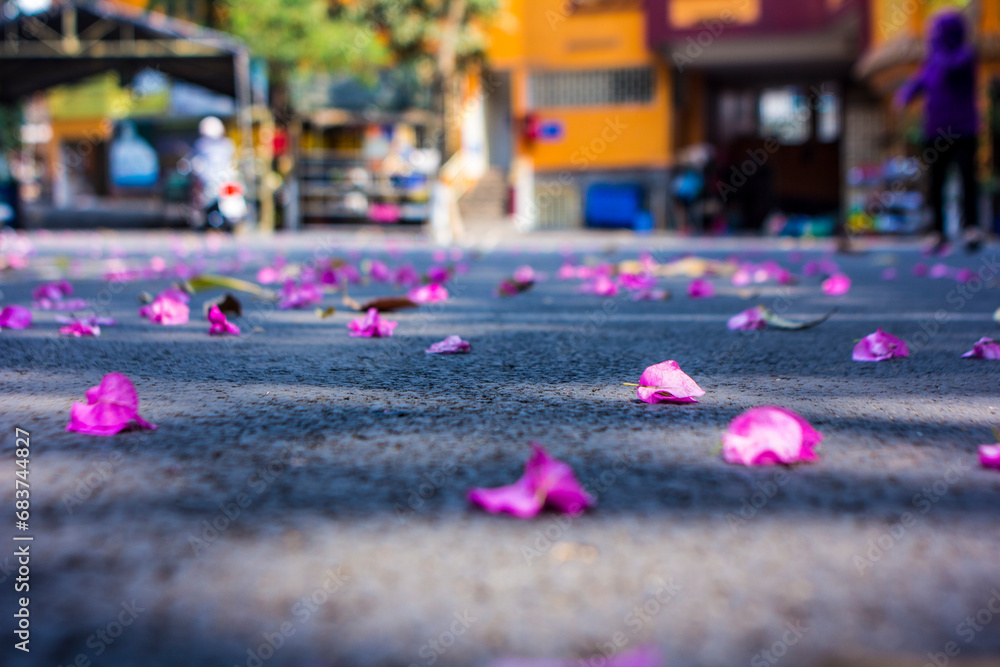 Bougainvillae flowers on lisbon city street,bougainvillae flowers on ...