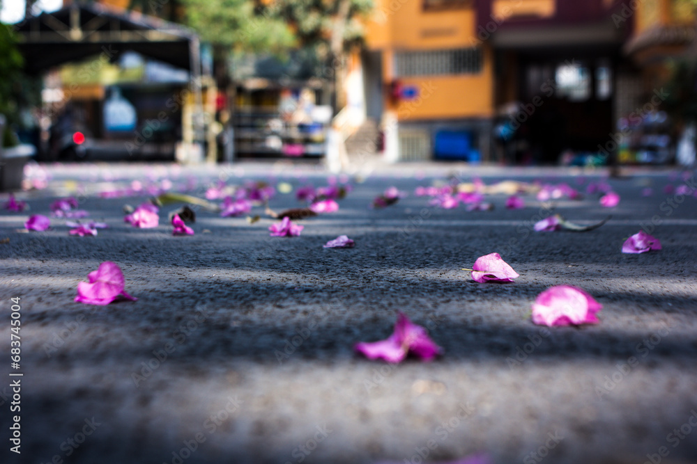 Bougainvillae flowers on lisbon city street,bougainvillae flowers on ...