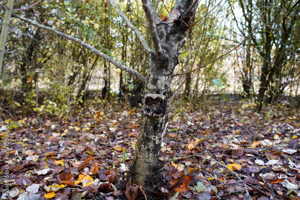 A discreet camera trap silently observes the secrets of the forest from ...