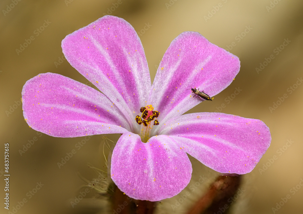 pink flower of Geranium robertianum known as herb-Robert, red robin ...