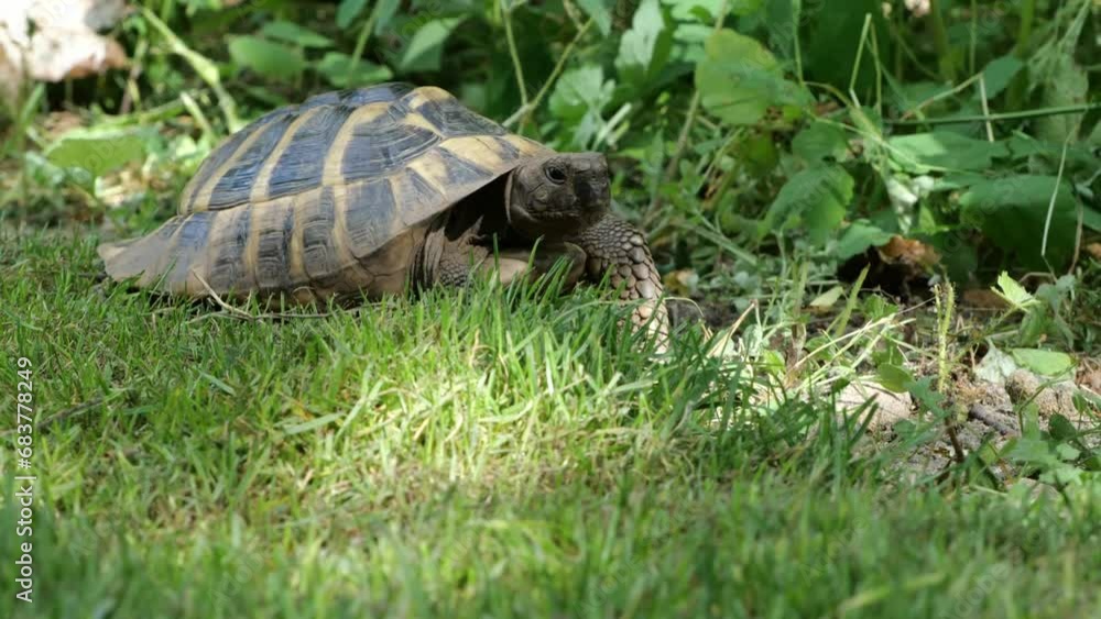 Eastern Hermann's tortoise, European terrestrial turtle, Testudo ...