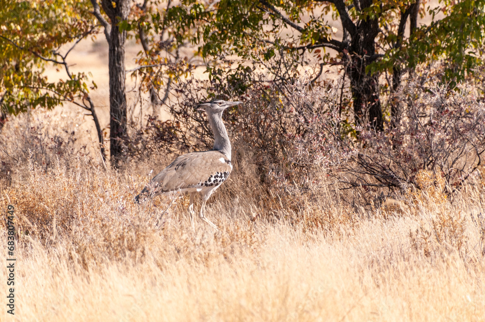 The Kori Bustard -Ardeotis kori- is considered to be the largest flying ...