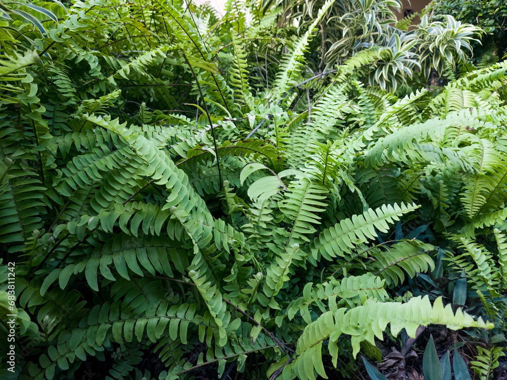 Garden ornamental fern - Nephrolepis cordifolia. Family ...