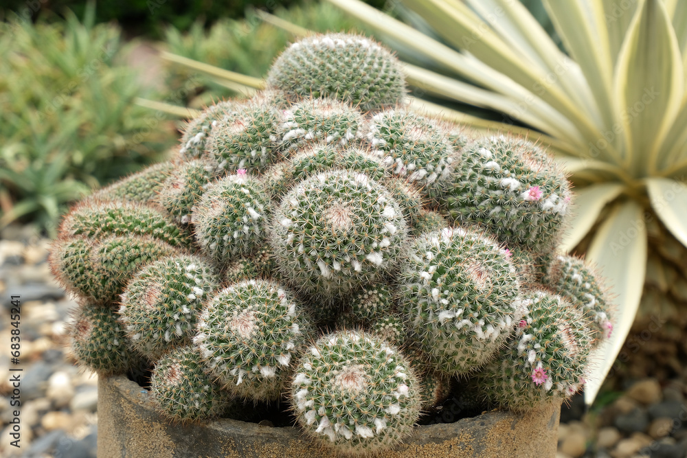 Notocactus Scopa is a globular cactus. The thorns are arranged in rows ...
