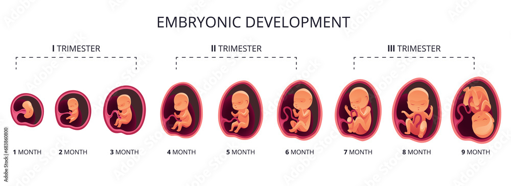 Poster Embryo month stage growth, fetal development flat infographic ...