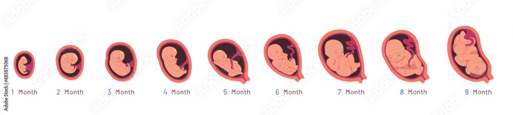 Vetor de Embryo development month growth stages set. Unborn human baby ...
