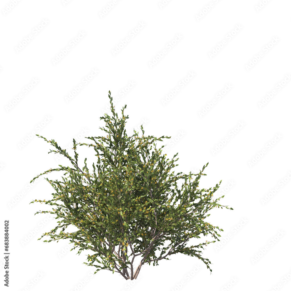 Acacia paradoxa, kangaroo acacia, kangaroo thorn, prickly wattle, hedge ...