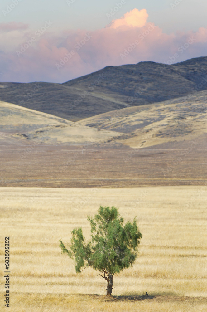 prairie Symbol of perseverance Against the backdrop of the harsh desert ...