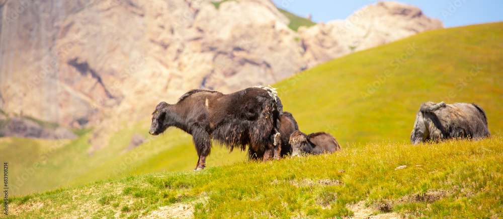 A herd of yaks graze in the mountains. Himalayan big yak in a beautiful ...