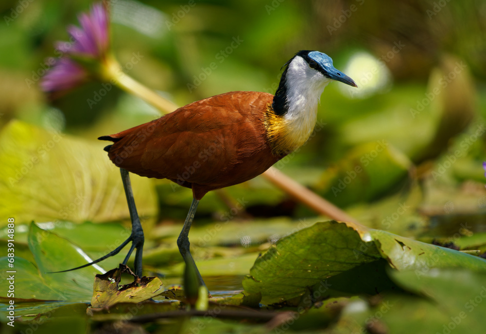 African Jacana - Actophilornis africanus is a wader bird in Jacanidae ...