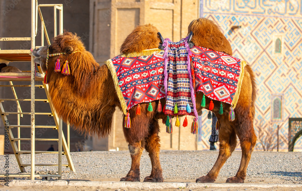 Bactrian camel on the background of historical places in Central Asia ...