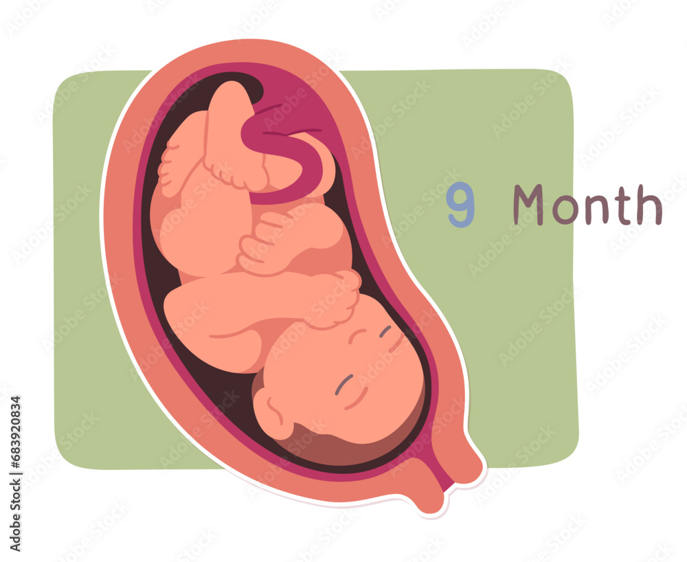 Nine month human embryo development growth stage. Unborn baby fetus ...