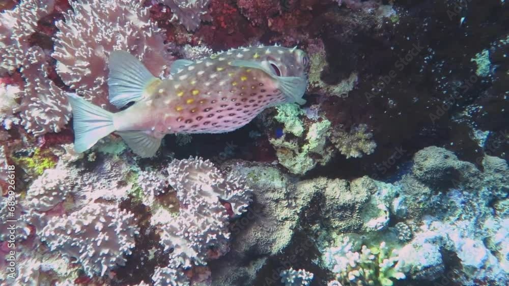Tropical poisonous fish - porcupinefish swimming on the coral reef ...