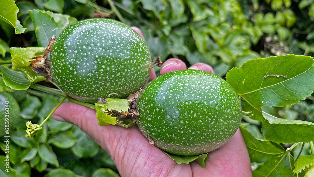 Passiflora edulis, commonly known as passion fruit, growing on a tree ...