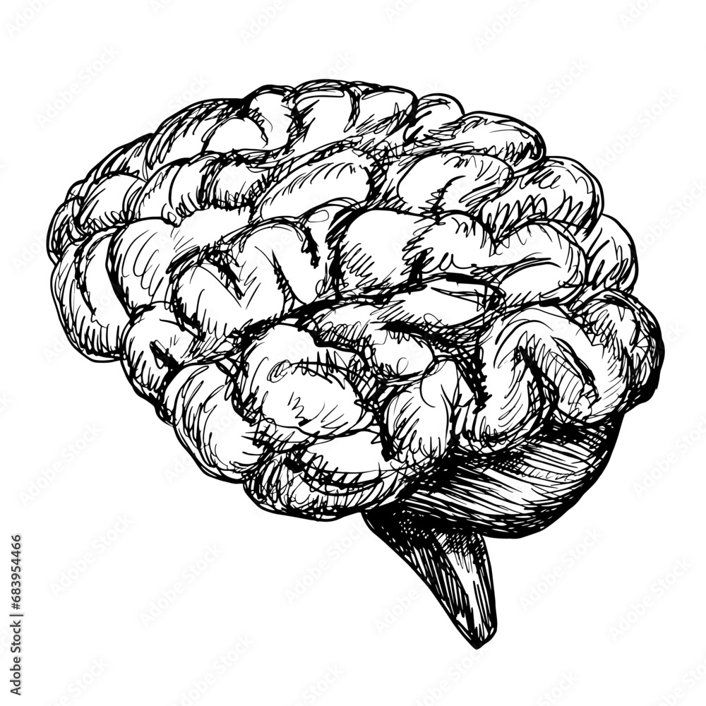 Sketch style human brain. Hand drawn brain with hatching. Engraving ...