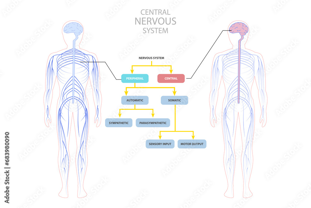 3D Isometric Flat Conceptual Illustration of Central Nervous System ...