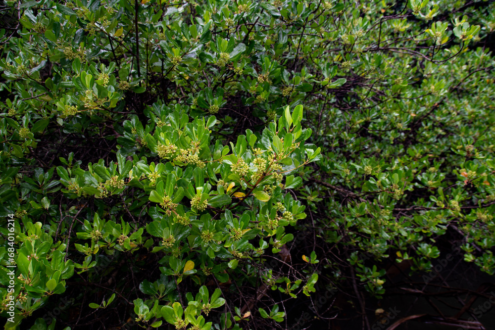 Scyphiphora hydrophylacea and its fruits, one of the Mangroves species ...