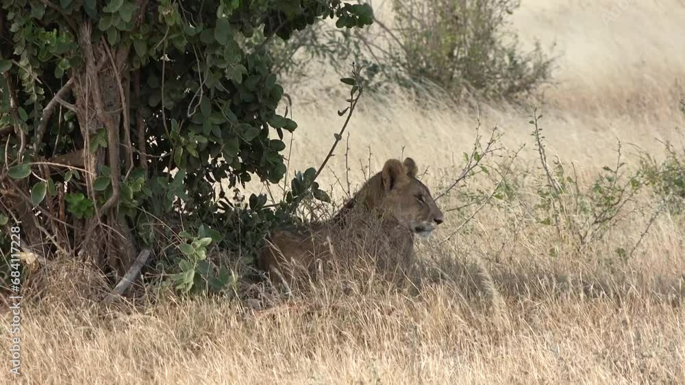 Lions in the African savannah. African Wildlife in Maasai Mara, plains ...
