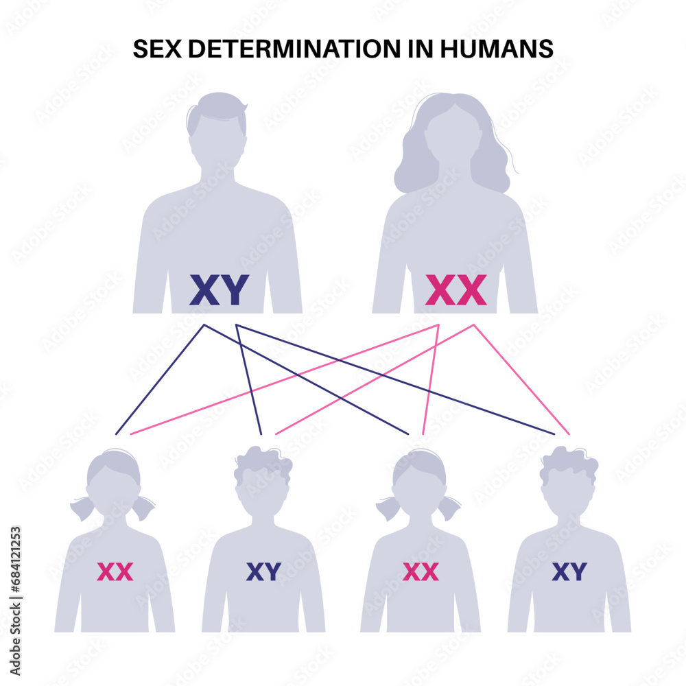 Sex Determination in Humans Stock Vector | Adobe Stock