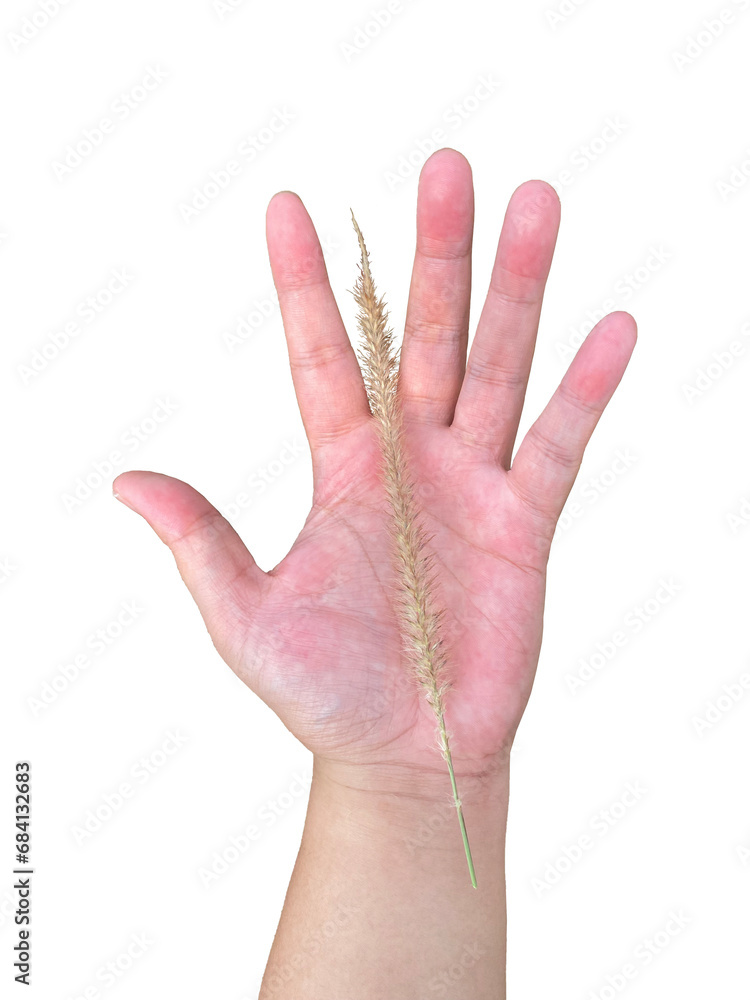 satintail or cogon grass or Imperata cylindrica on the palm of the hand ...