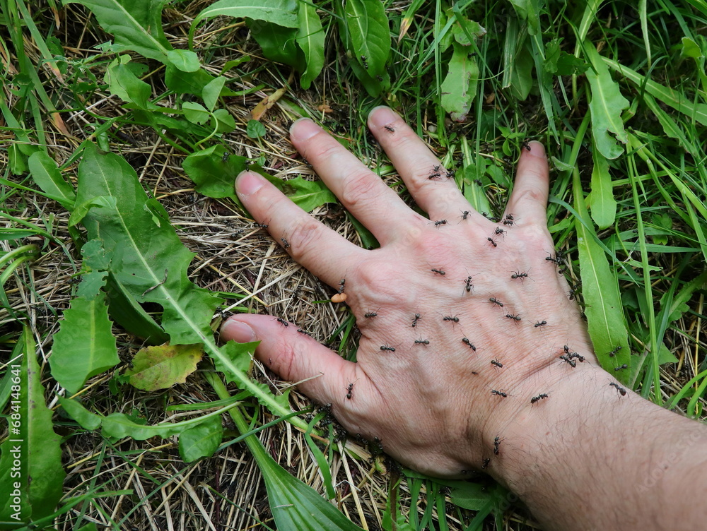 Poster person s hand with black ants above that bite and sting and ...