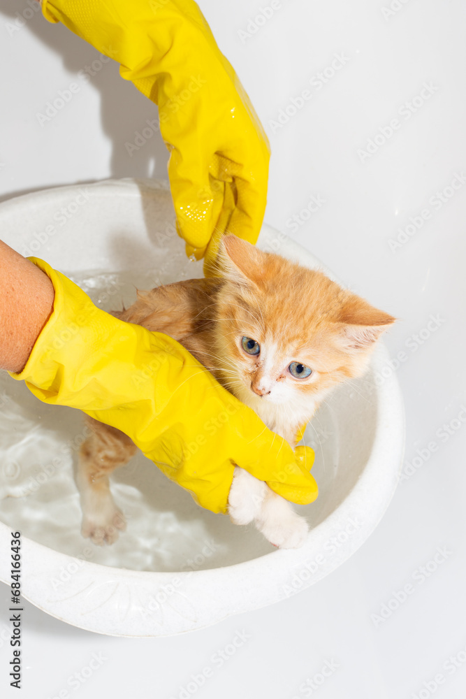 Washing cats. A red kitten in a basin of water is being washed by its ...