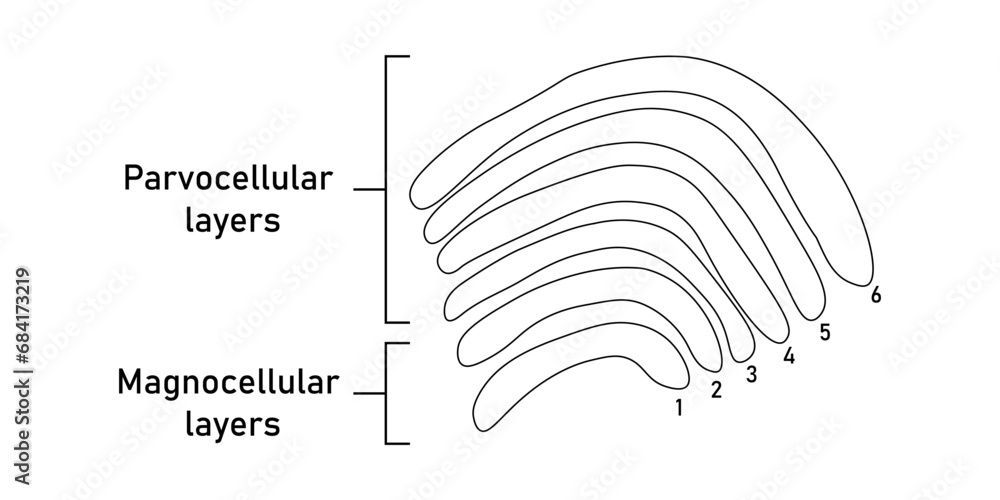 Six layers in the lateral geniculate nucleus. Magnocellular layers and ...