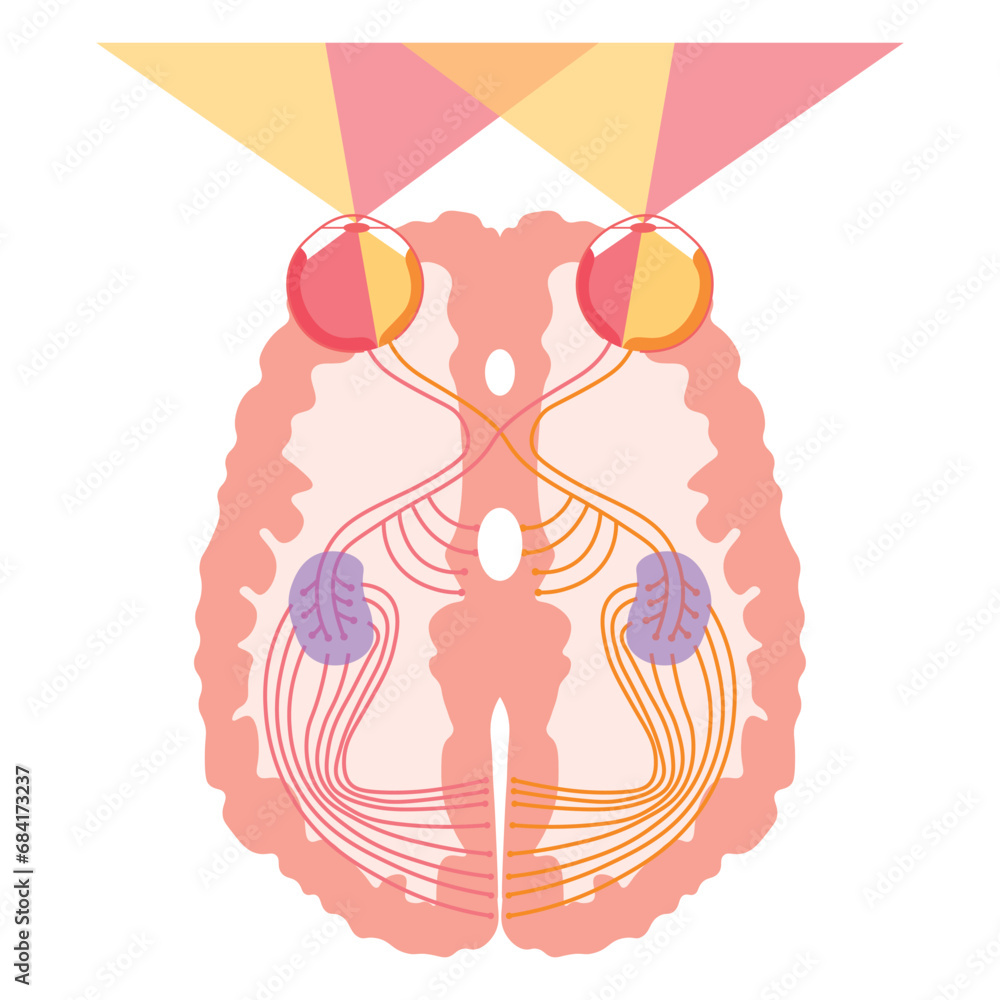 The Human Visual System Pathway The Visual Pathway From The Eye To The Brain Right And Left
