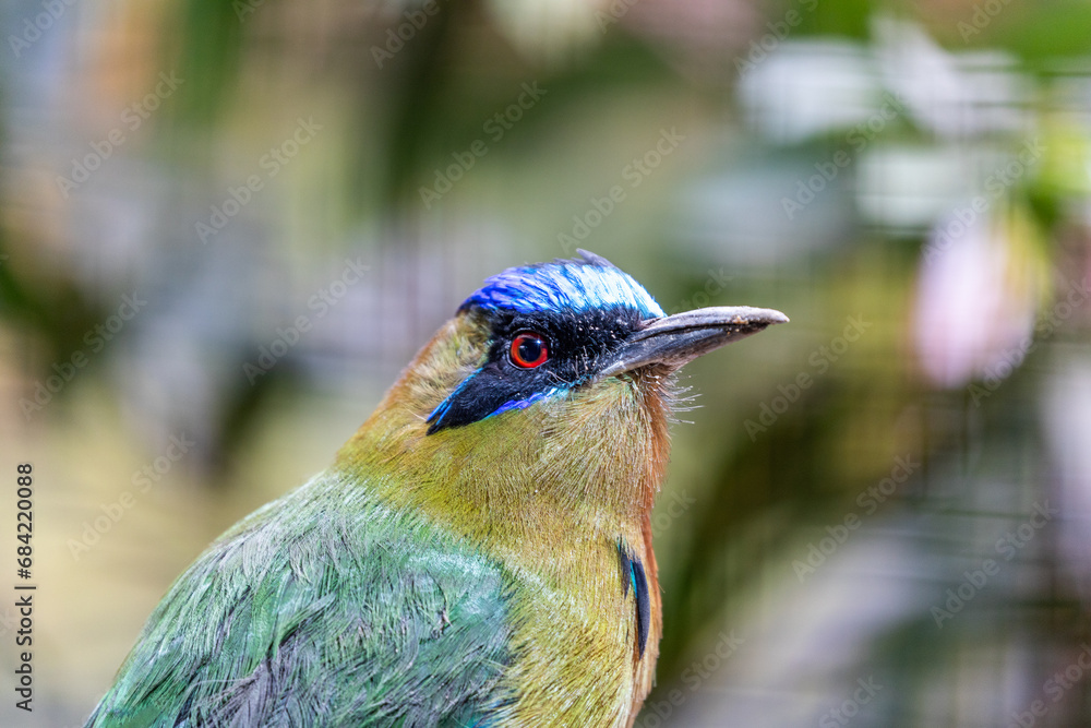 Amazonian Motmot (Momotus momota): A Tapestry of Color in the ...