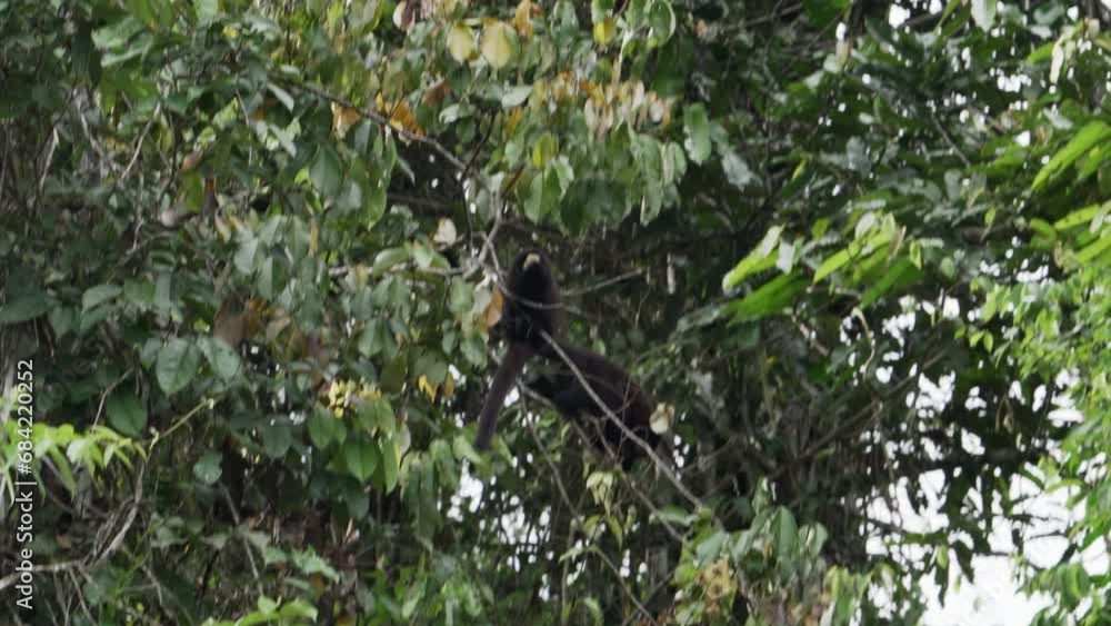 Lucifer Titi or Yellow handed Titi Monkey, Callicebus lucifer, climbing ...