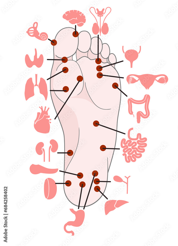Human anatomy.Illustration of human foot and internal organs. Sujok ...