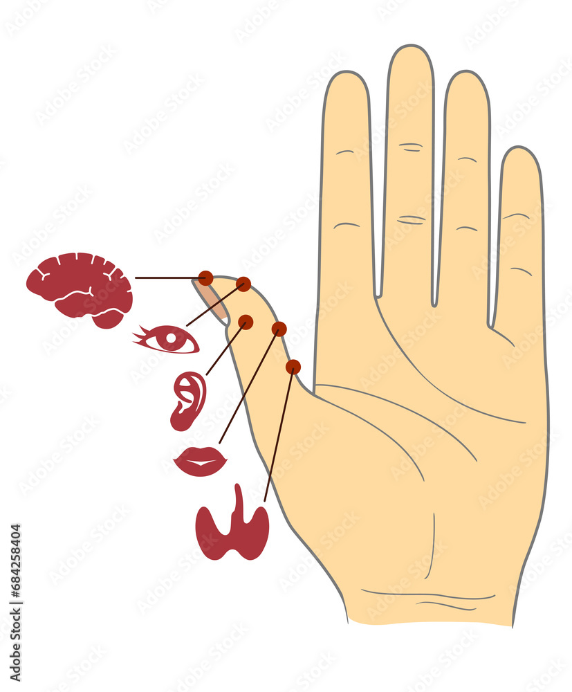 Human anatomy. Illustration of human hand and internal organs. Sujok ...