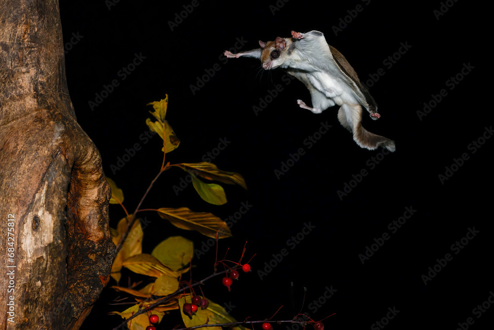 Southern Flying Squirrel gliding to cavity taken in southern MN taken ...