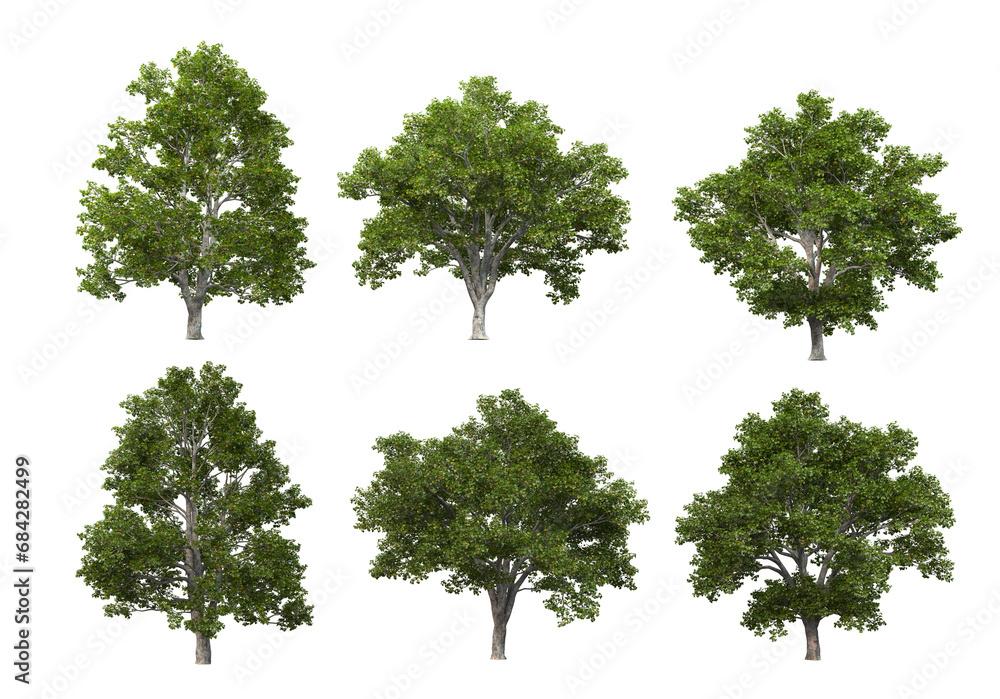 Variety of tall trees on transparent background Stock Illustration ...
