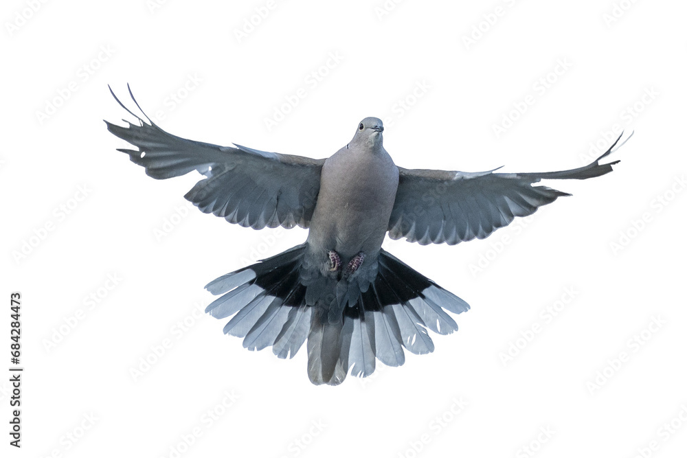 Pigeon bird full body front view isolated on transparent background ...