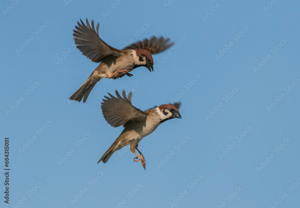 two sparrow birds in various poses of flying against the background of ...