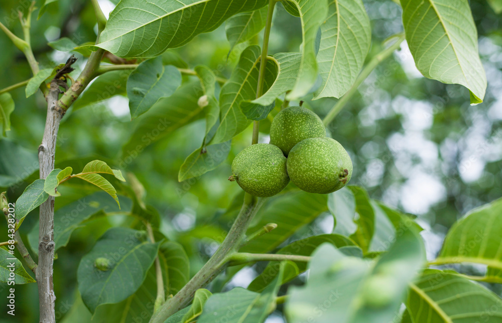Green nuts on walnut tree - edible fruit of Juglans regia, covered in ...