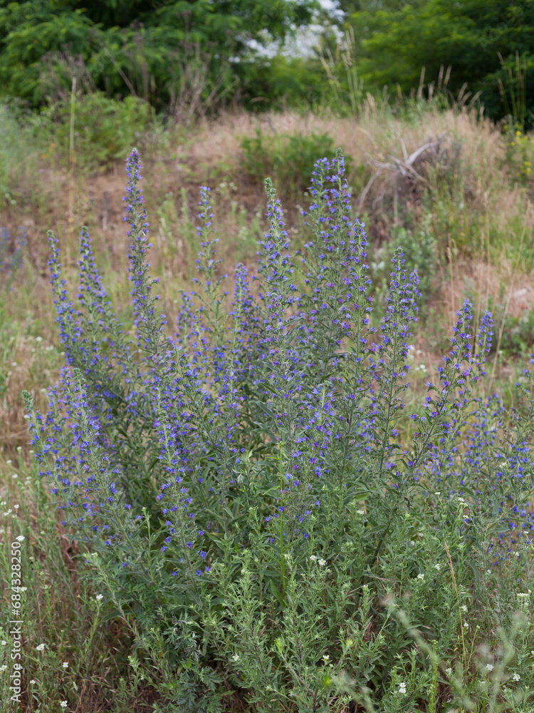 Blue flower of Echium vulgare - blueweed in wildflower meadow. Stock ...