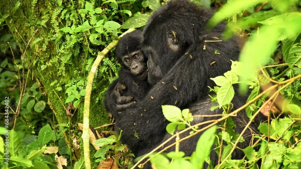 Eastern Gorilla - Gorilla beringei critically endangered largest living ...