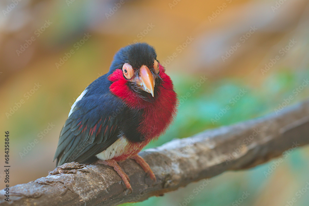 Bearded Barbet - African Barbet sitting on a branch. Barbets are near ...