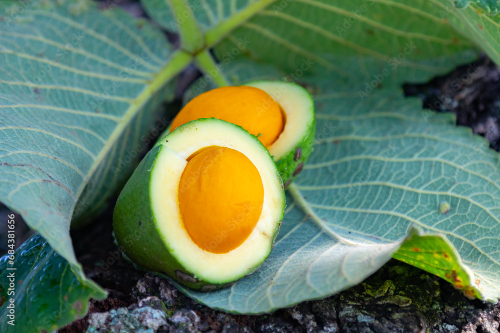 Typical ripe pequi fruit (caryocar brasiliense) in fine details and ...