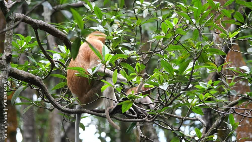 proboscis monkey (Nasalis larvatus) is sitting on a tree. Proboscis ...