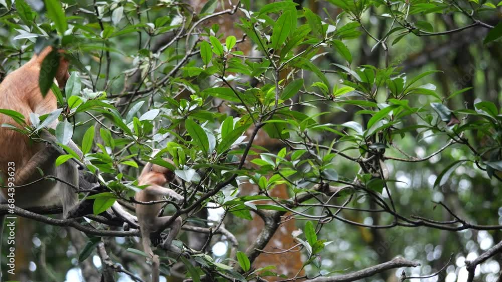 proboscis monkey (Nasalis larvatus) is sitting on a tree. Proboscis ...