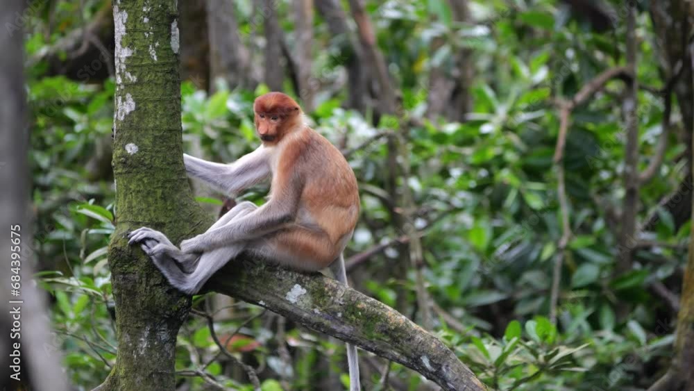 Selective focus proboscis monkey in the wild, sitting on tree, at mangrove forest at Tarakan ...
