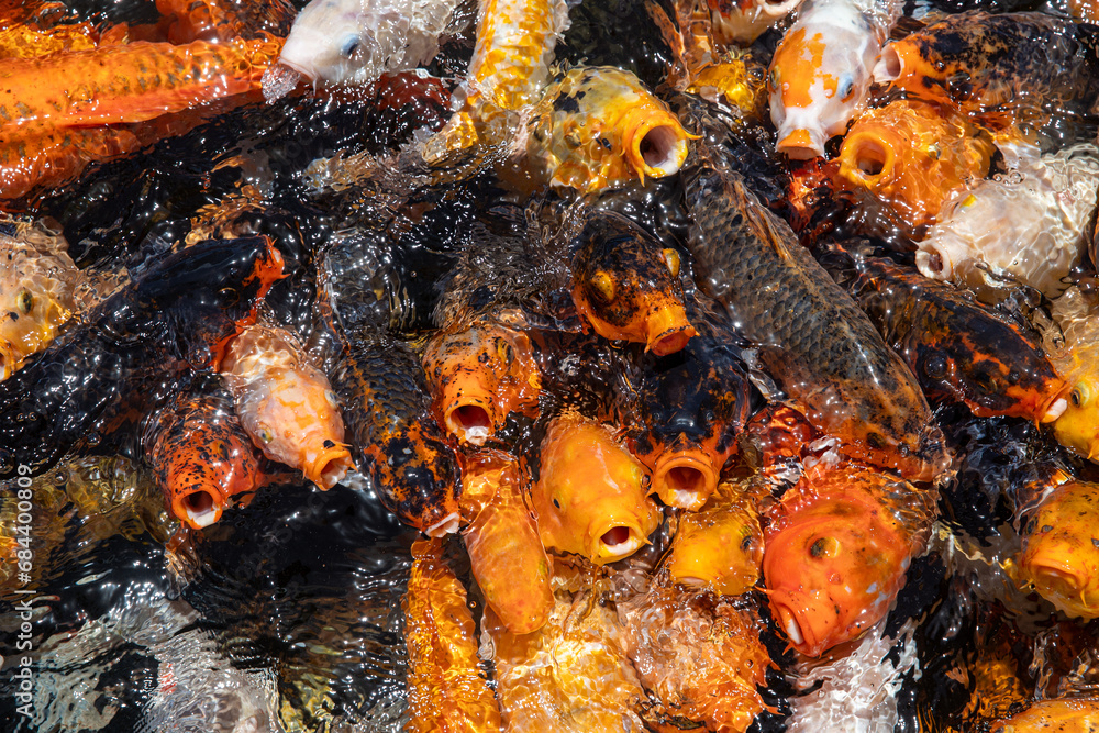 Large school of colorful orange and black Koi fish splasing on the ...