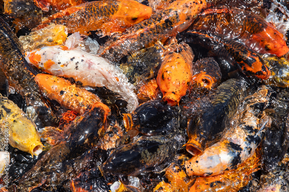 Large school of colorful orange and black Koi fish splasing on the ...