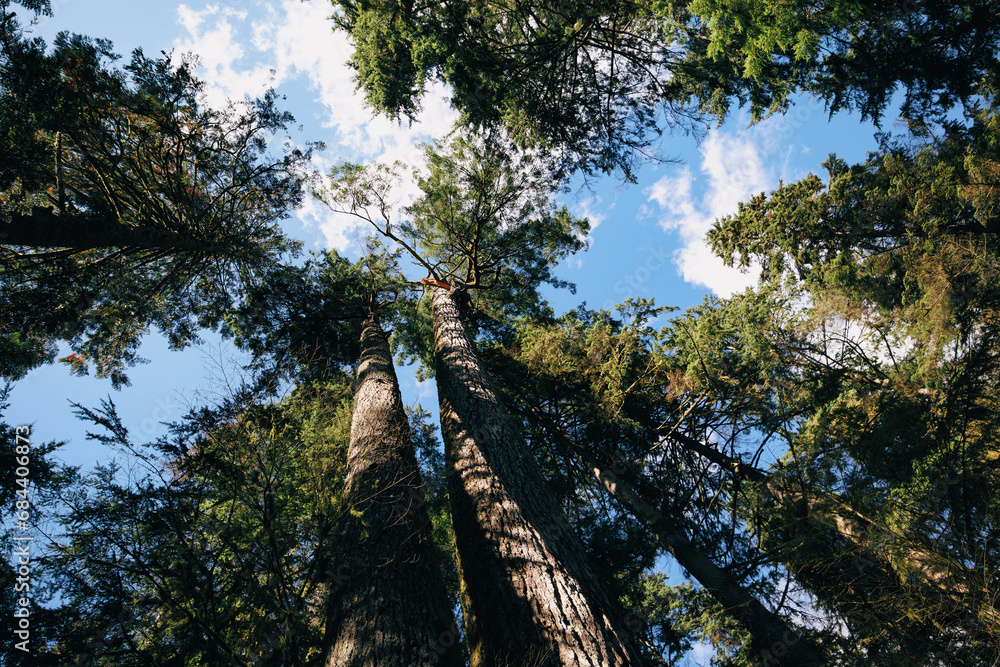 Giant Douglas fir trees in rainforest. Looking up at tree crowns and ...